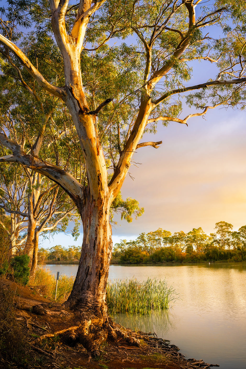 Stunning fine art prints of the peaceful Murray River – Benjamin Goode