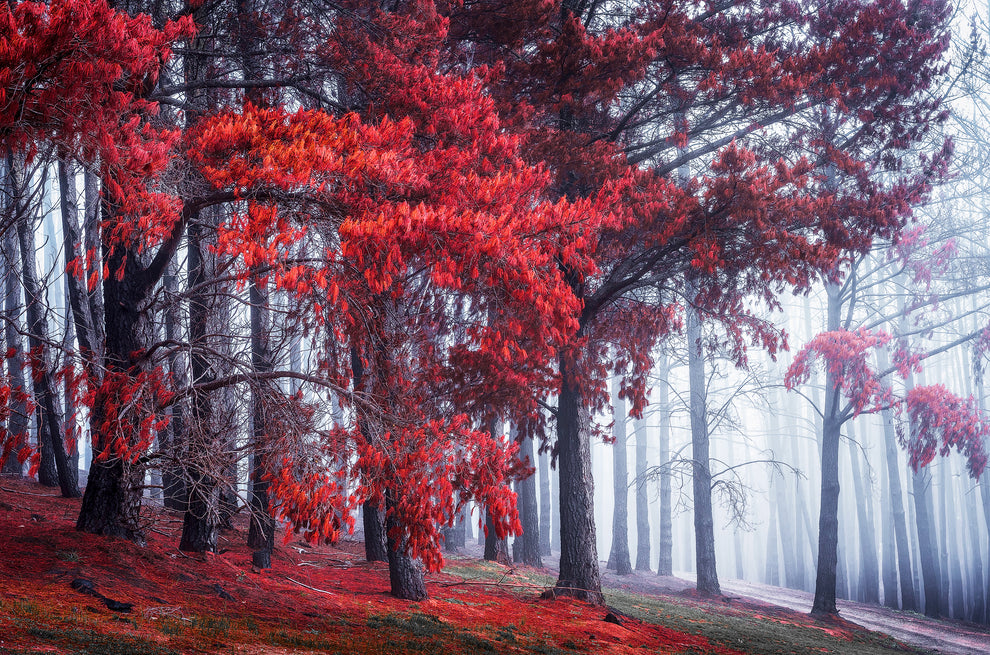 Little Red - Adelaide Hills – Benjamin Goode