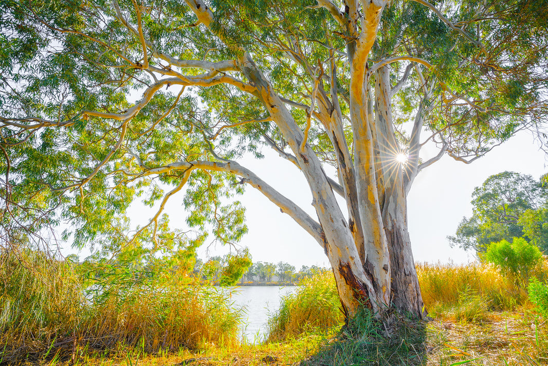 Stunning fine art prints of the peaceful Murray River – Benjamin Goode